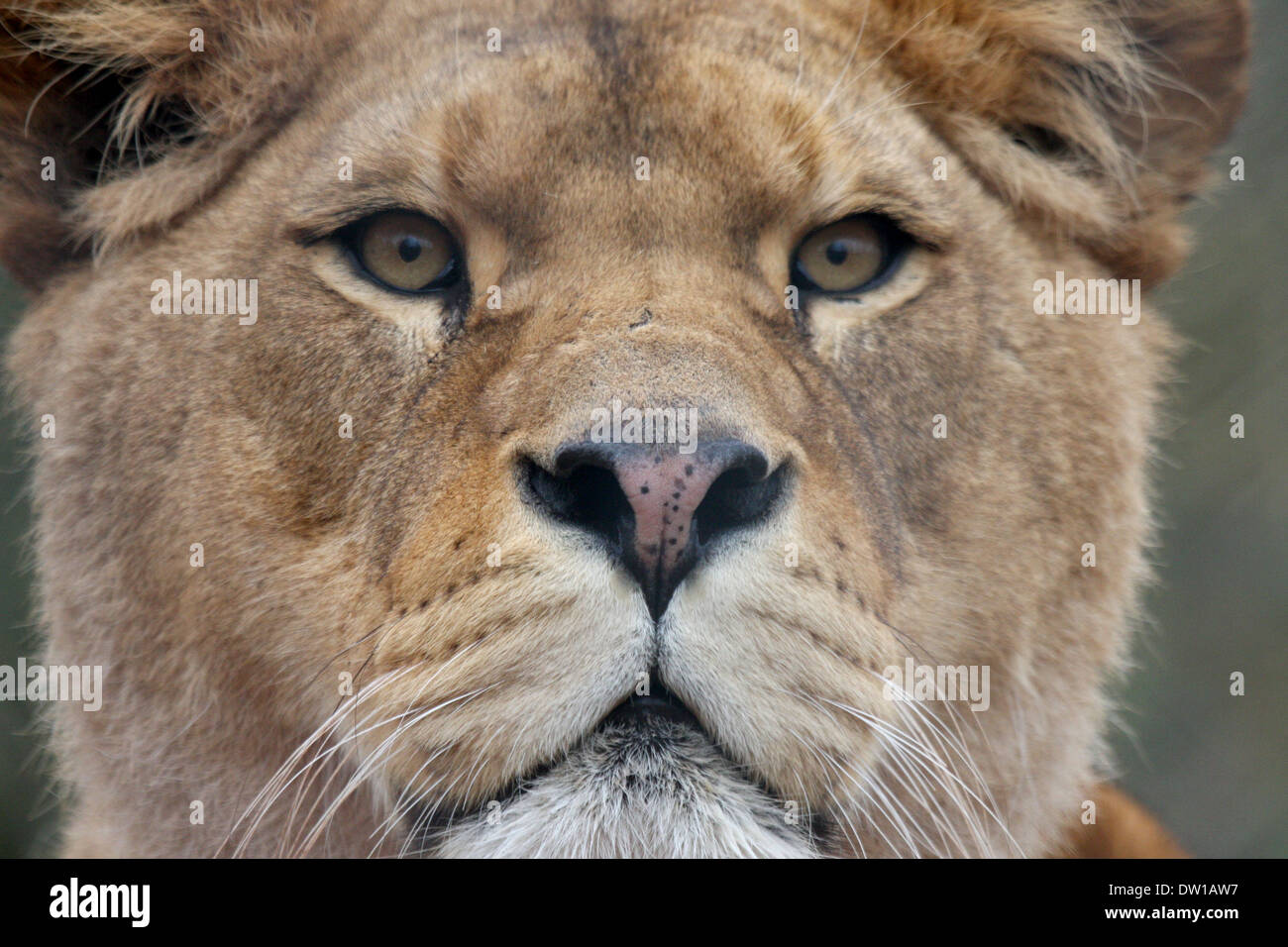Lioness close up Stock Photo - Alamy
