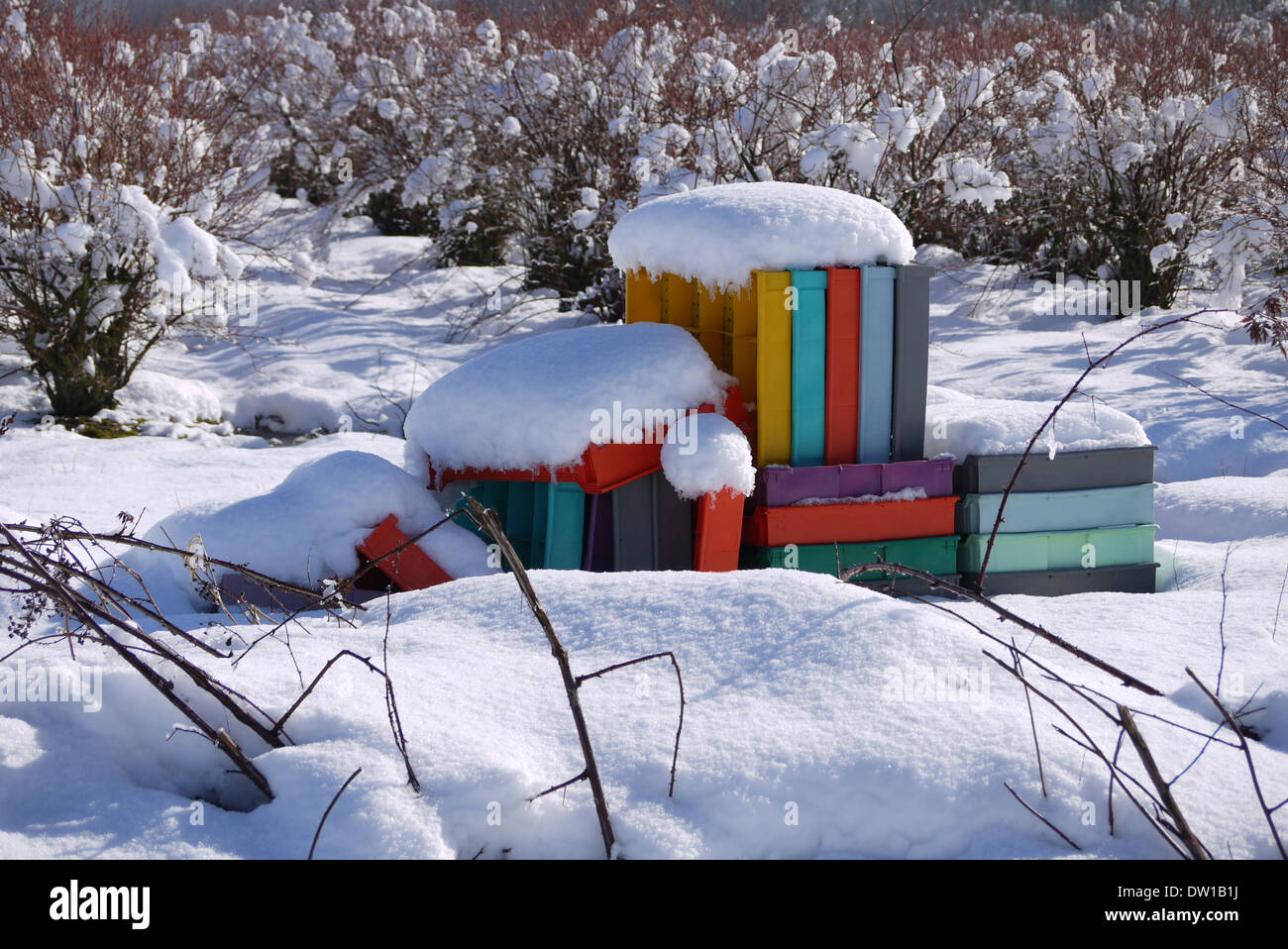 Blueberry boxes in the snow in Cloverdale, the Blueberry capital of ...