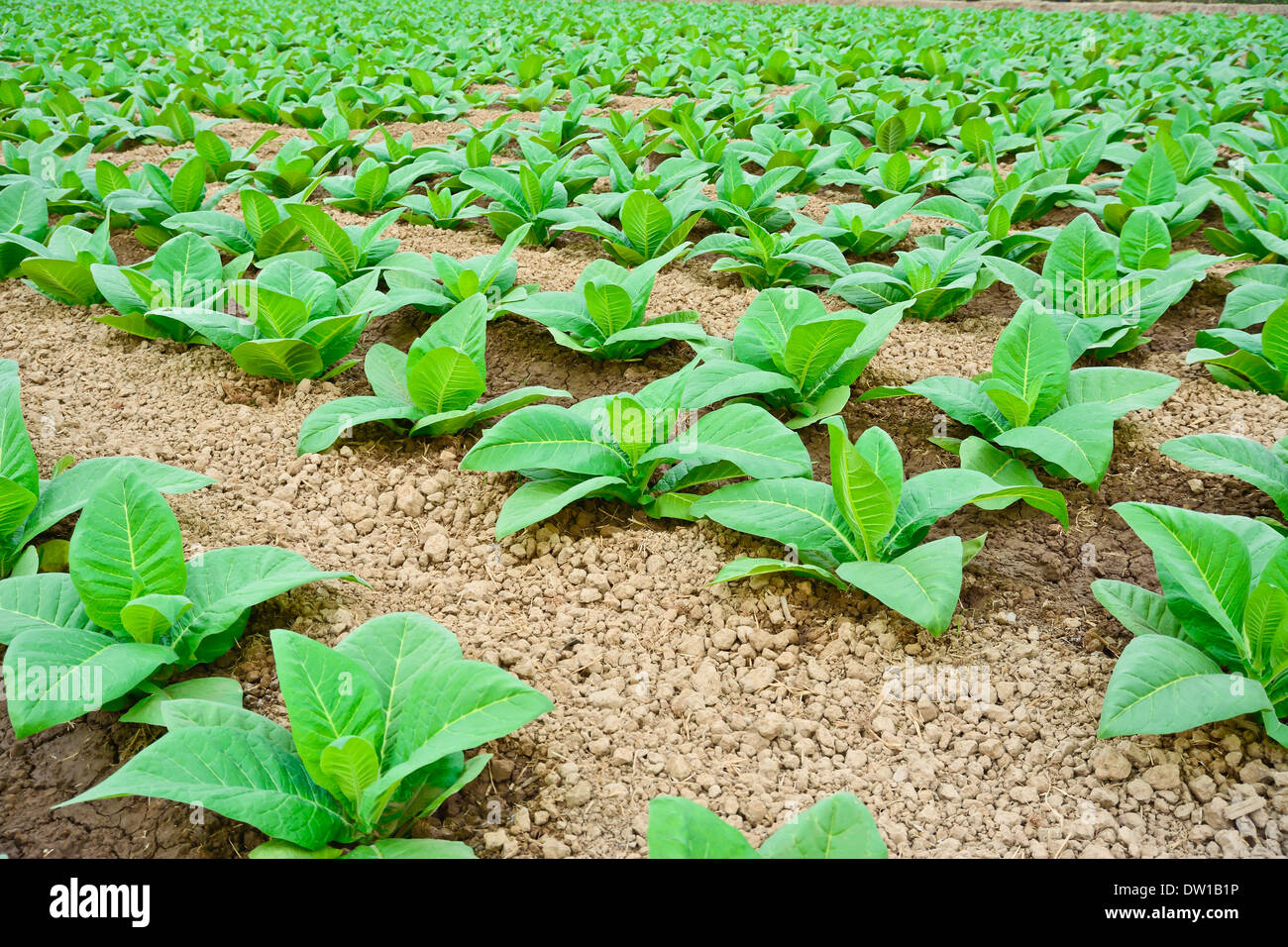 green tobacco field in thailand in summer Stock Photo - Alamy