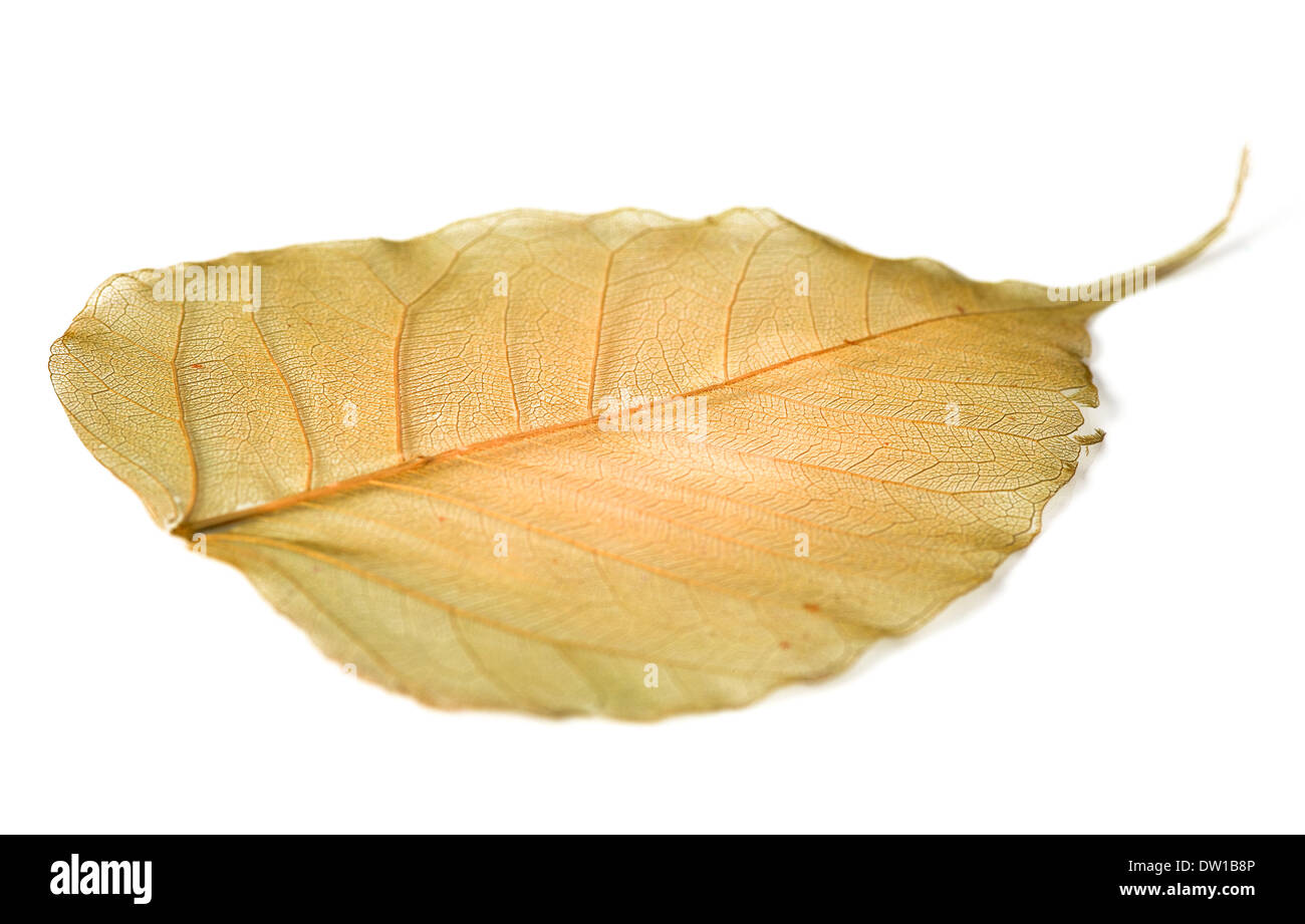 leaf isolated on white background Stock Photo - Alamy