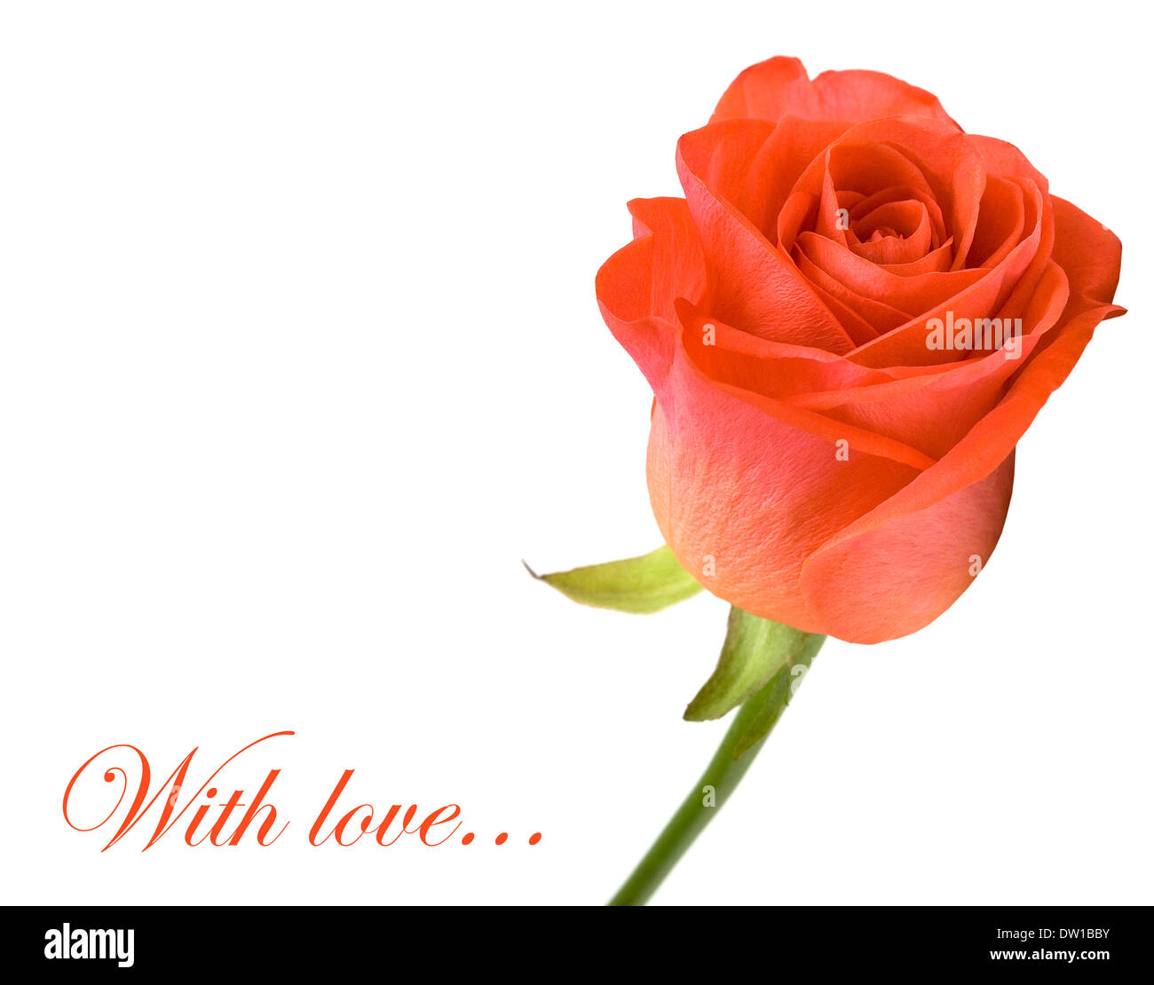 pink rose on white background Stock Photo - Alamy