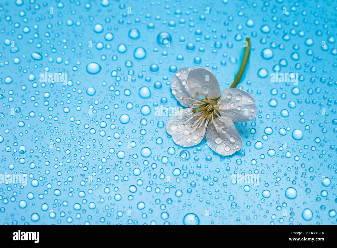spring flowers of sakura with water drops Stock Photo - Alamy
