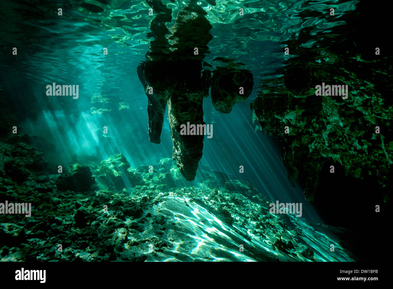 Rock formations in the underwater Grand Cenote, Yucatan Peninsula ...