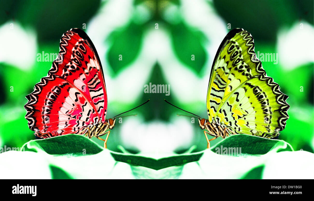 Multiple butterflies hi-res stock photography and images - Alamy