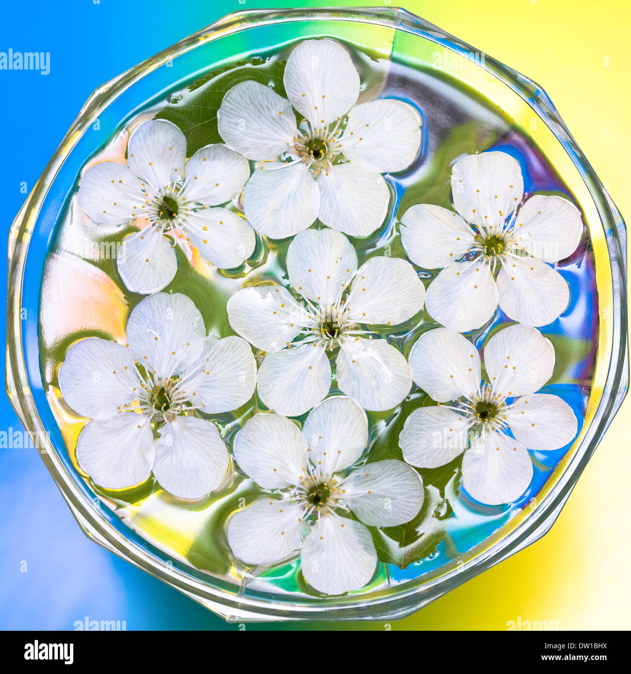 spring flowers of sakura in water Stock Photo - Alamy