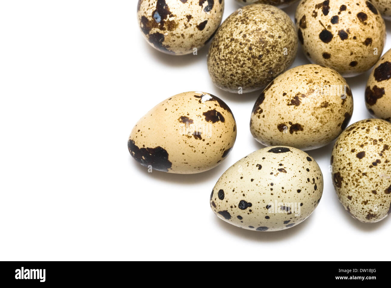 quail eggs on white background Stock Photo - Alamy