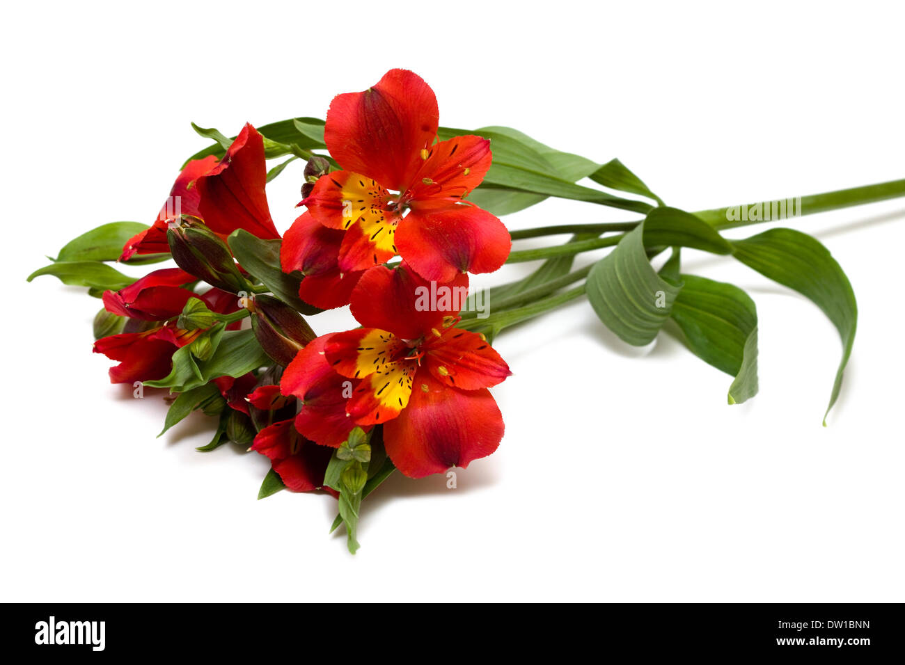 red flowers isolated on white background Stock Photo - Alamy