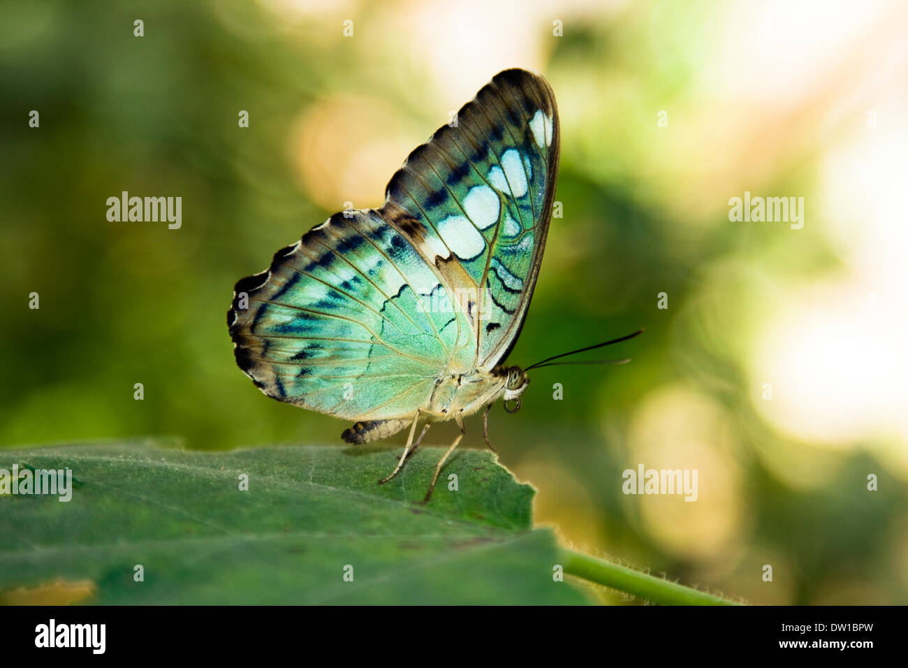 blue butterfly on a green leaf Stock Photo - Alamy