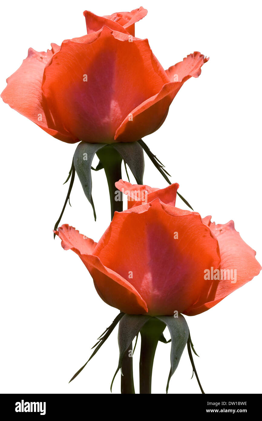 red roses isolated on white background Stock Photo - Alamy