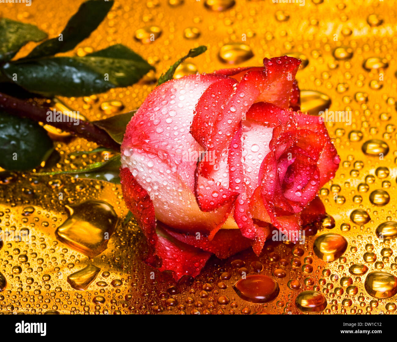 red rose with water drops Stock Photo - Alamy