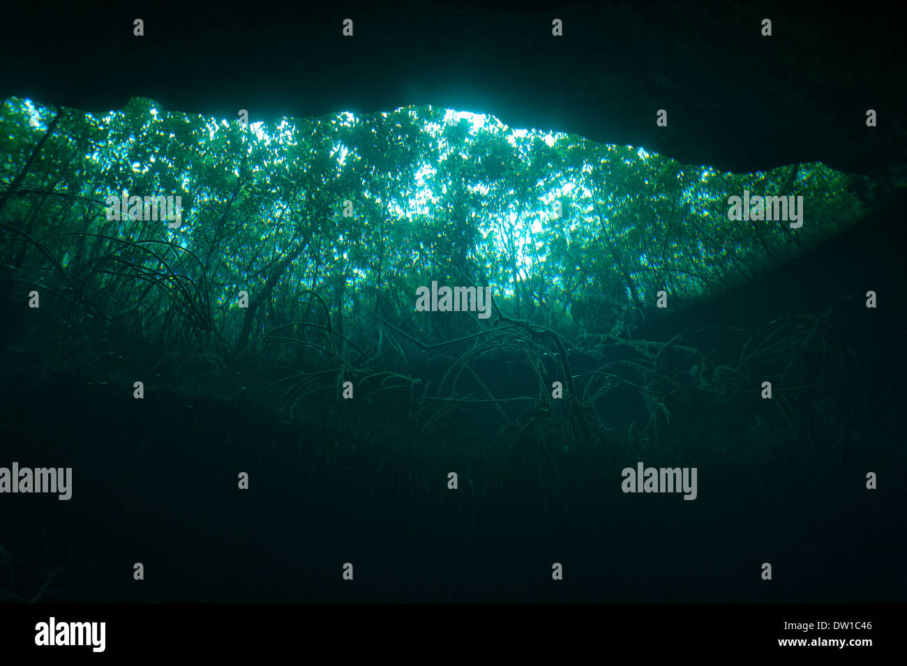 Trees and forest viewed from inside the underwater Eden Cenote cave ...