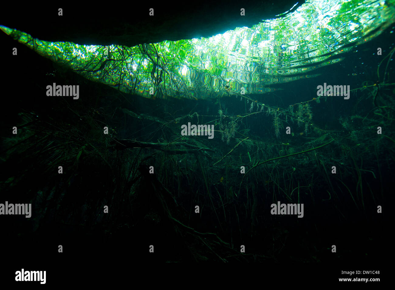 Trees and forest viewed from inside the underwater Eden Cenote cave ...
