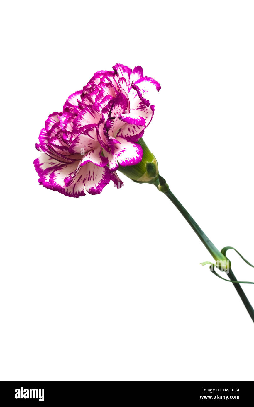violet carnation over white background Stock Photo - Alamy