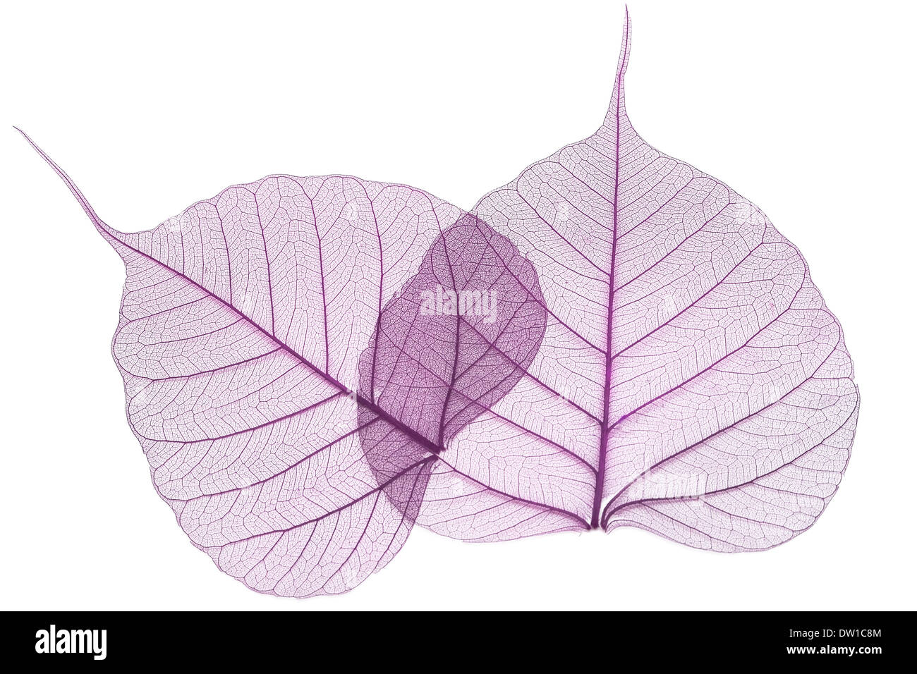 Close up leaves purple Cut Out Stock Images & Pictures - Alamy