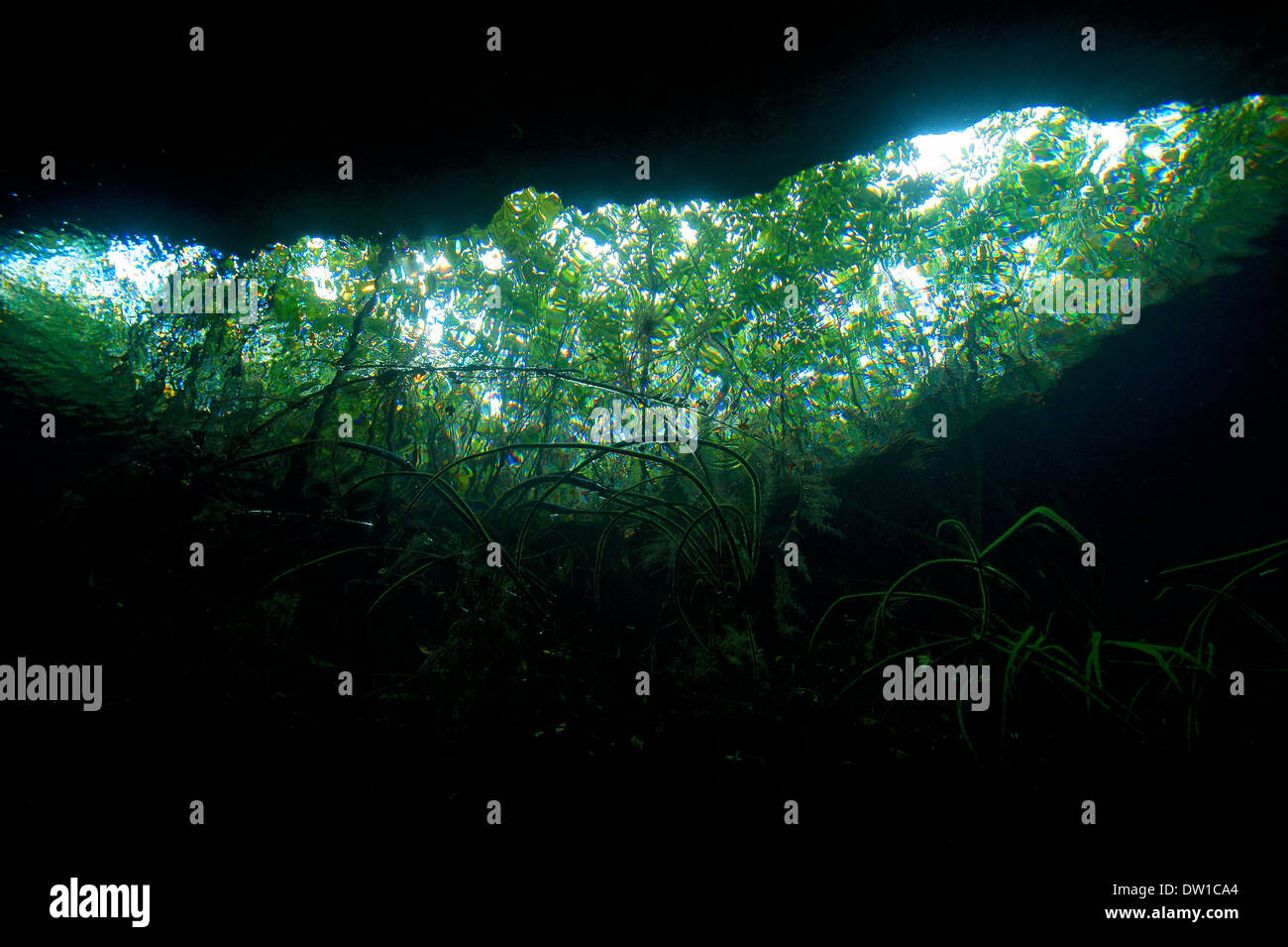 Trees and forest viewed from inside the underwater Eden Cenote cave ...
