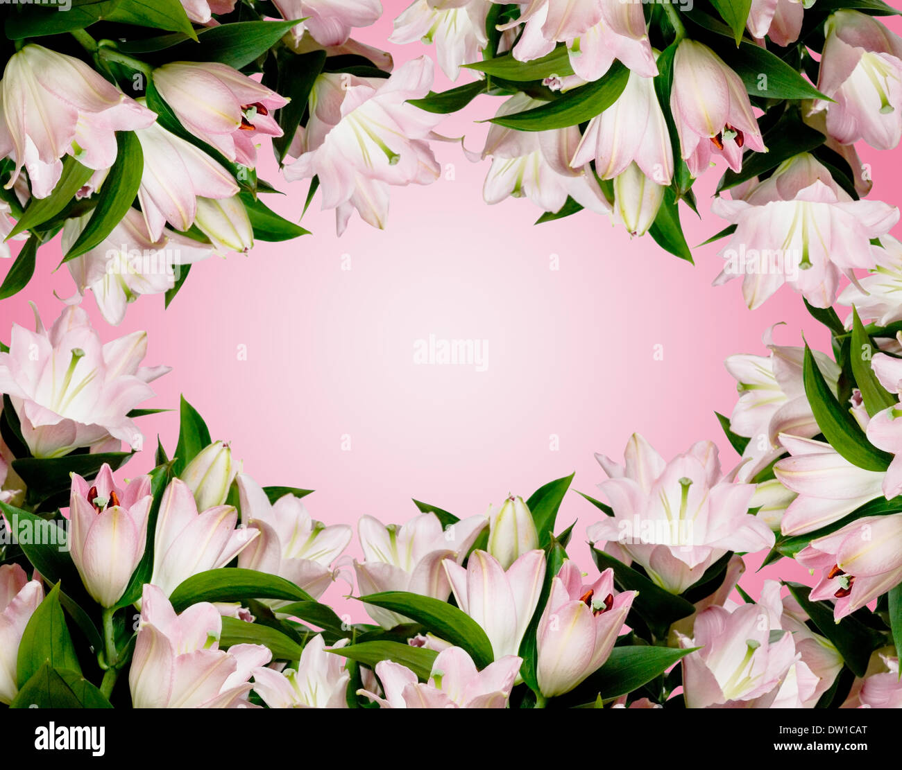 border with many pink lily Stock Photo - Alamy