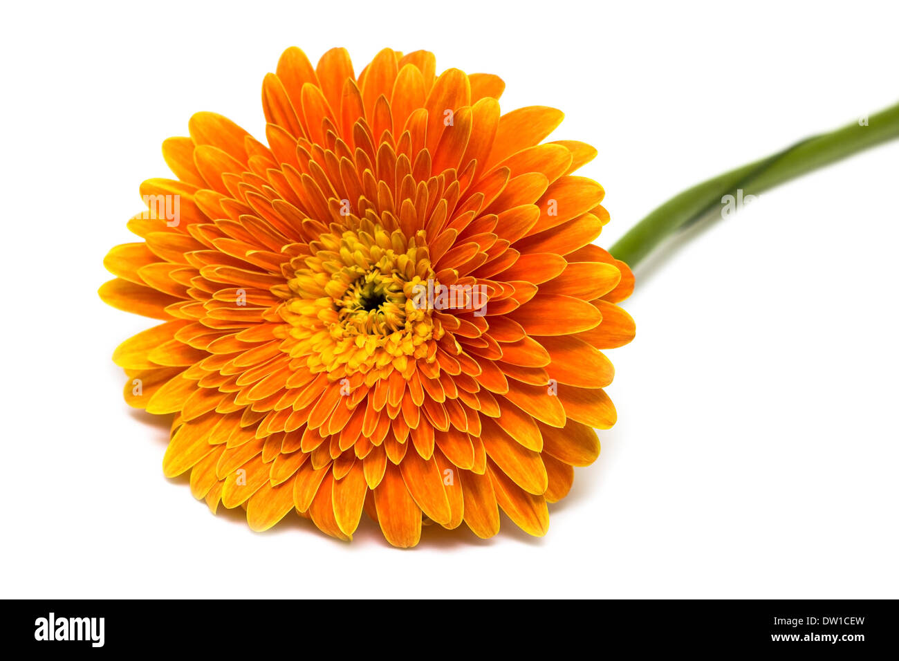 orange flower isolated on white background Stock Photo - Alamy