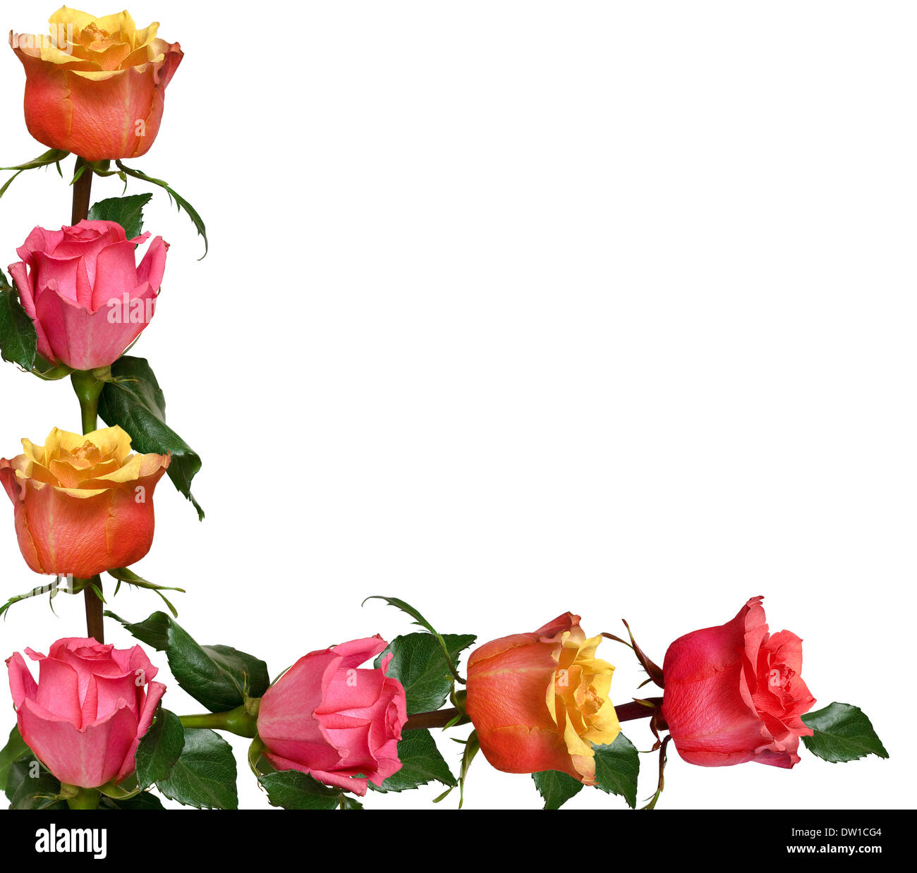frame of roses isolated on white background Stock Photo - Alamy