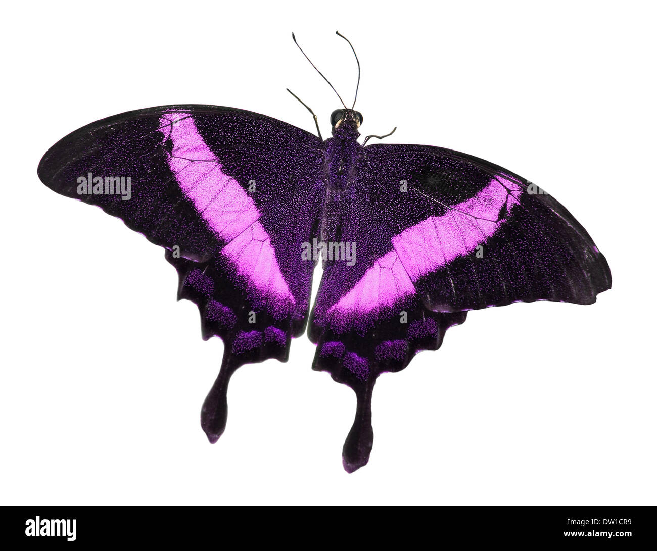 Macro exotic butterfly on Cut Out Stock Images & Pictures - Alamy