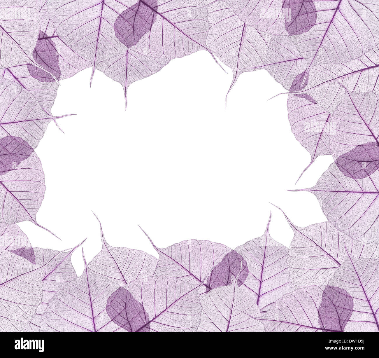 Violet leaves hi-res stock photography and images - Alamy