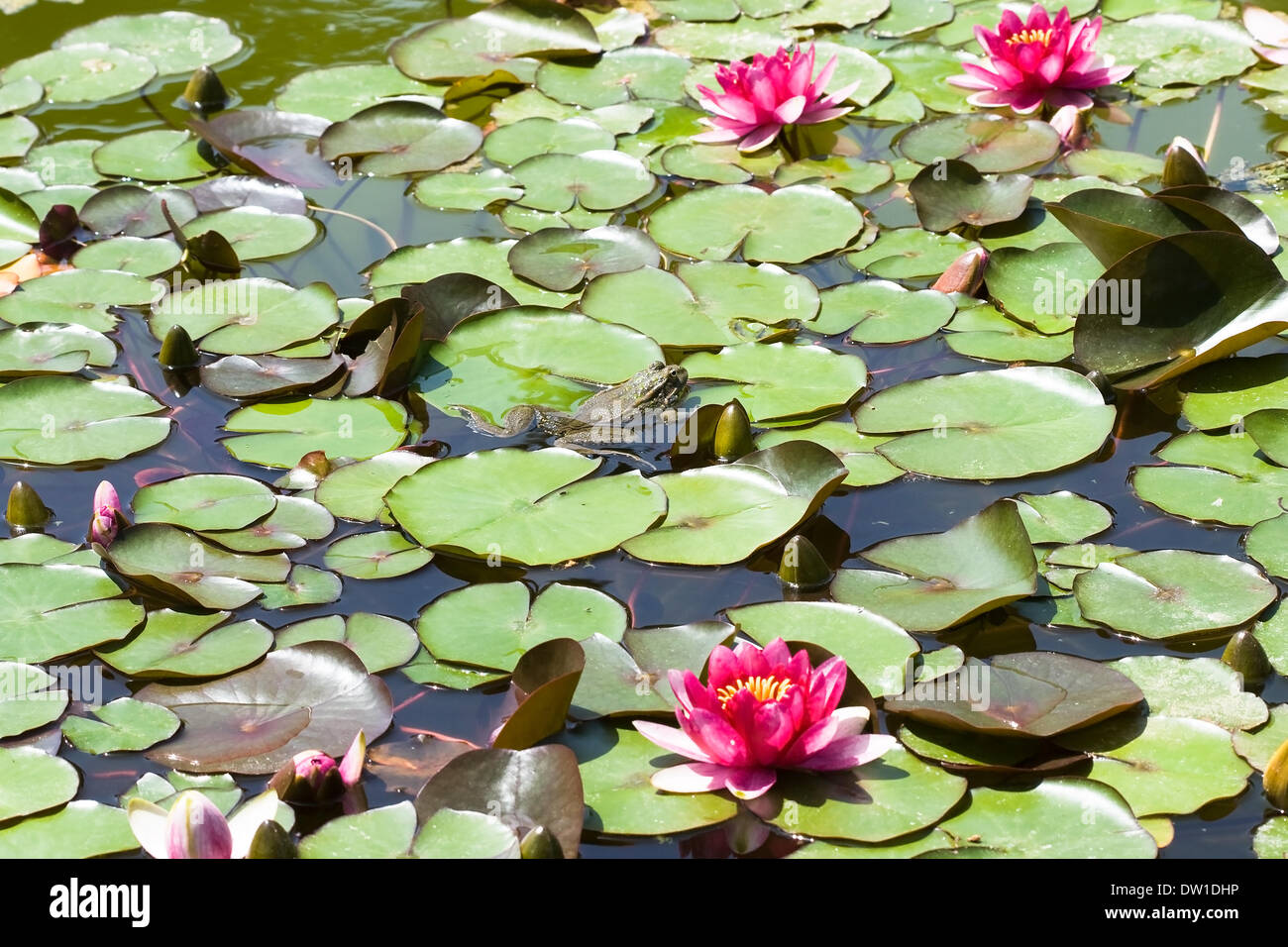 beautiful pink water lily and frog Stock Photo - Alamy