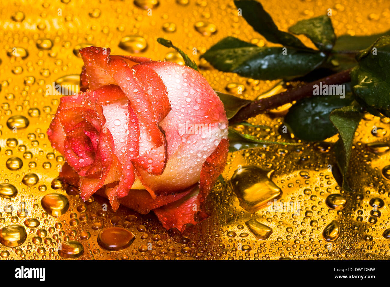 red rose with water drops Stock Photo - Alamy