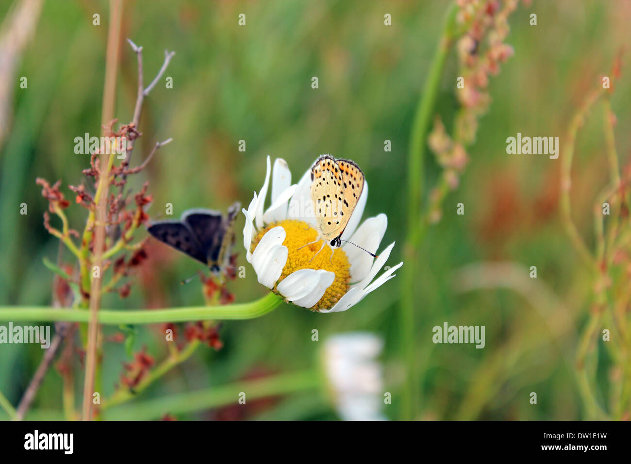 Nice butterfly hi-res stock photography and images - Alamy