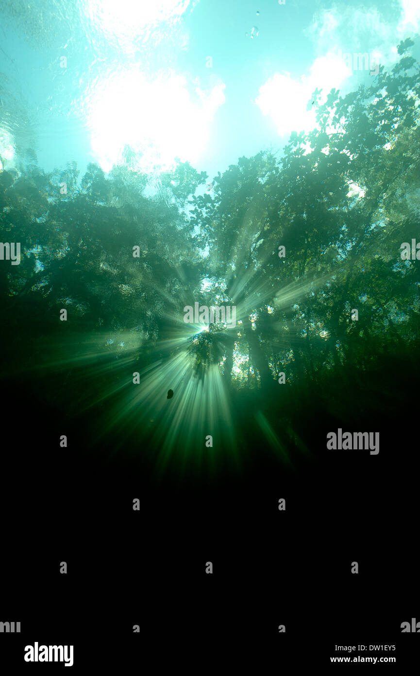 Cenote hi-res stock photography and images - Alamy