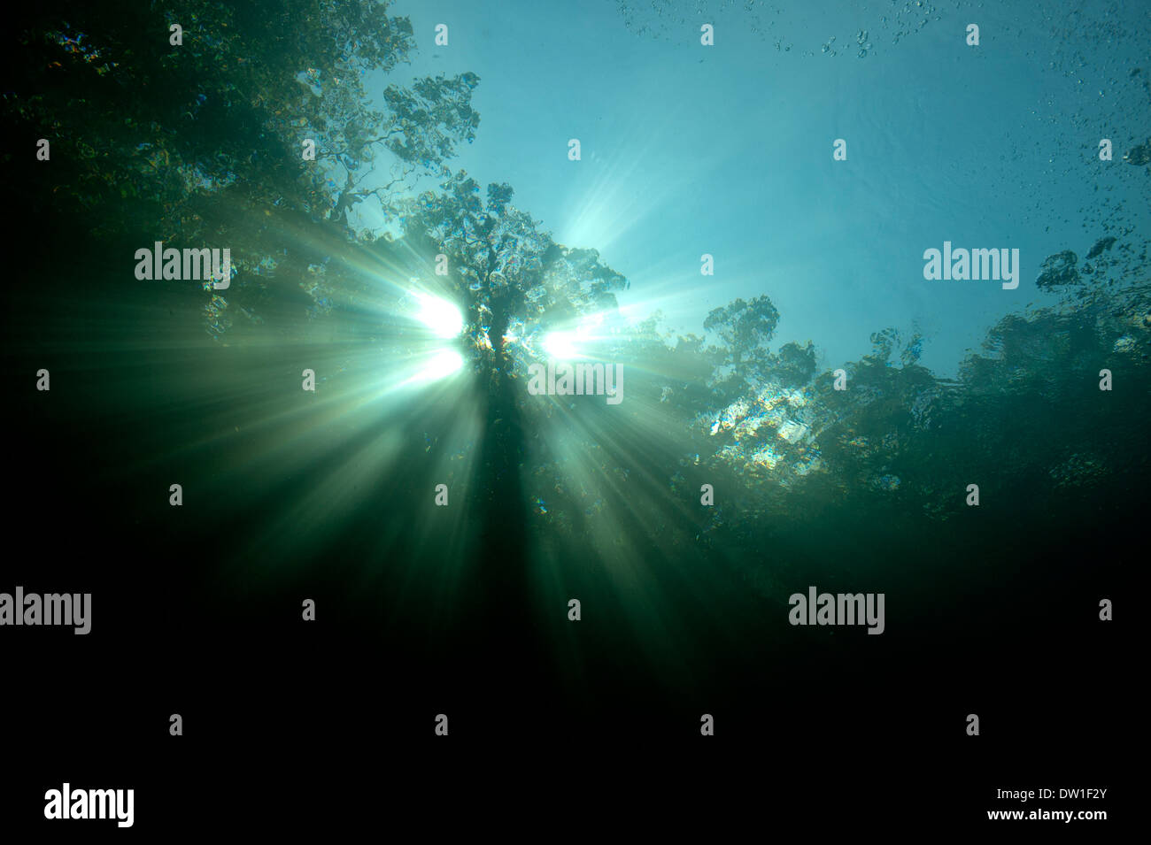 Trees and forest viewed from the underwater cenote Angelita cave ...