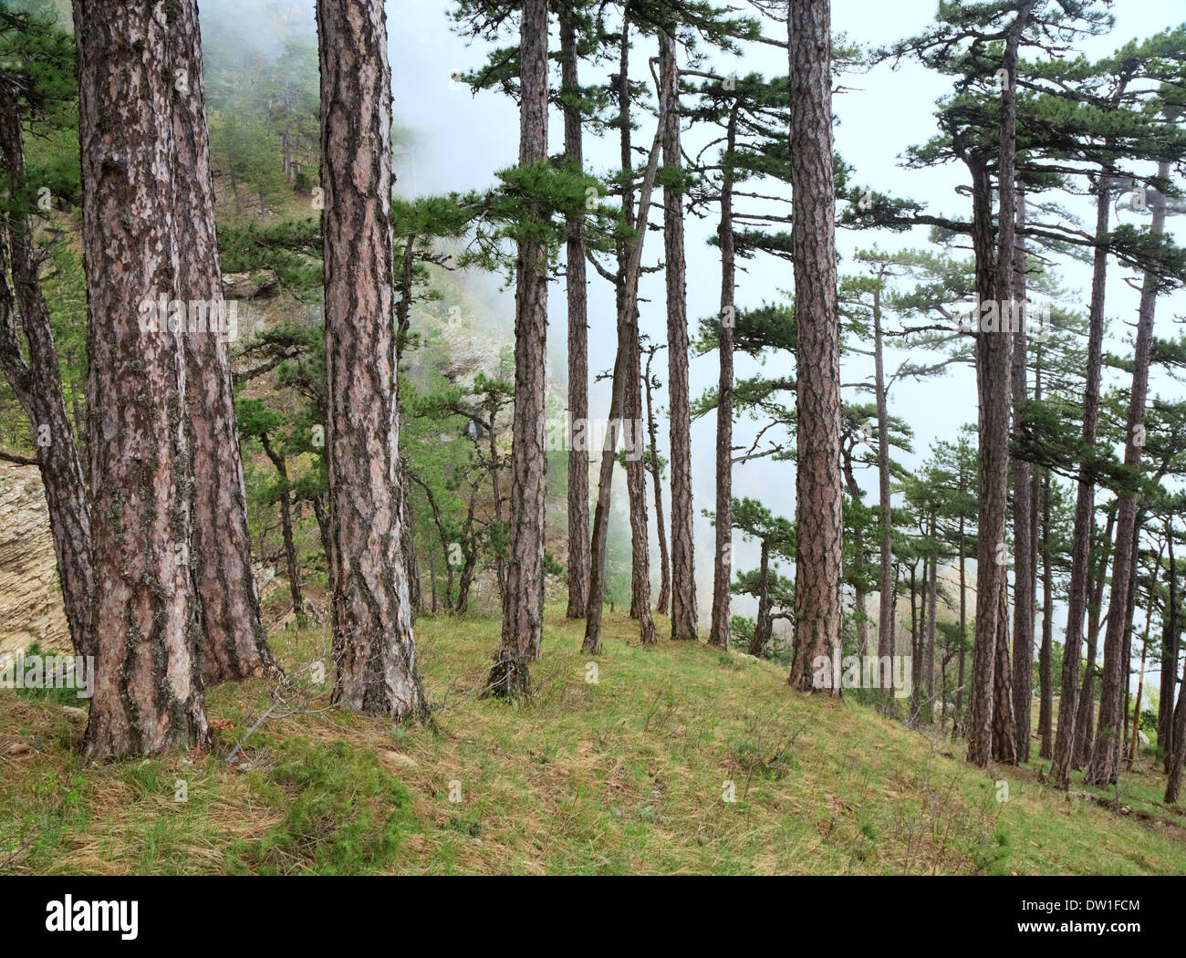 Dense forest on mountain slope hi-res stock photography and images - Alamy