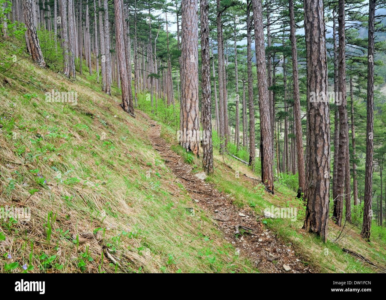 Summer trail hi-res stock photography and images - Alamy