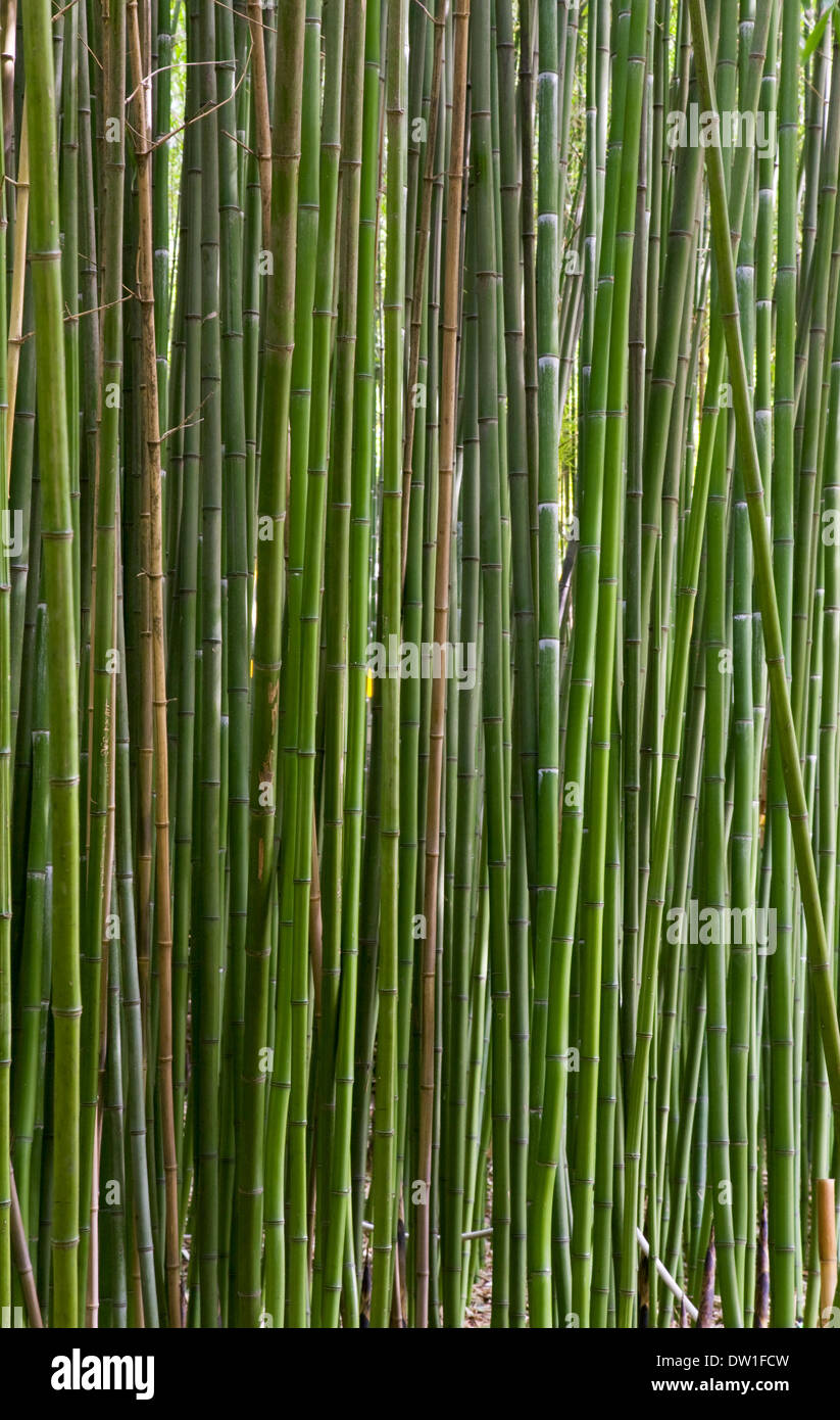 Overgrown with bamboo hi-res stock photography and images - Alamy