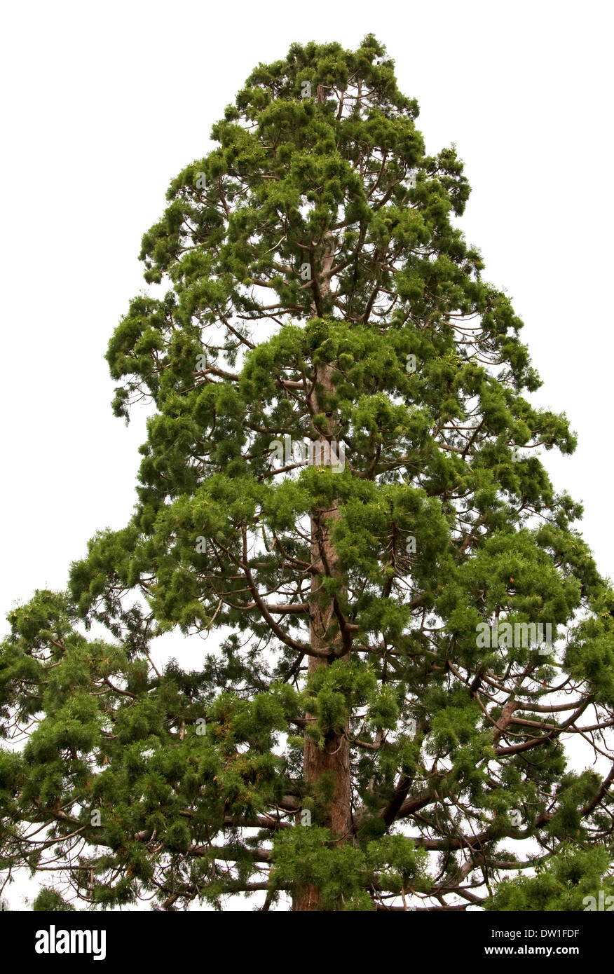 Sequoia tree hi-res stock photography and images - Alamy