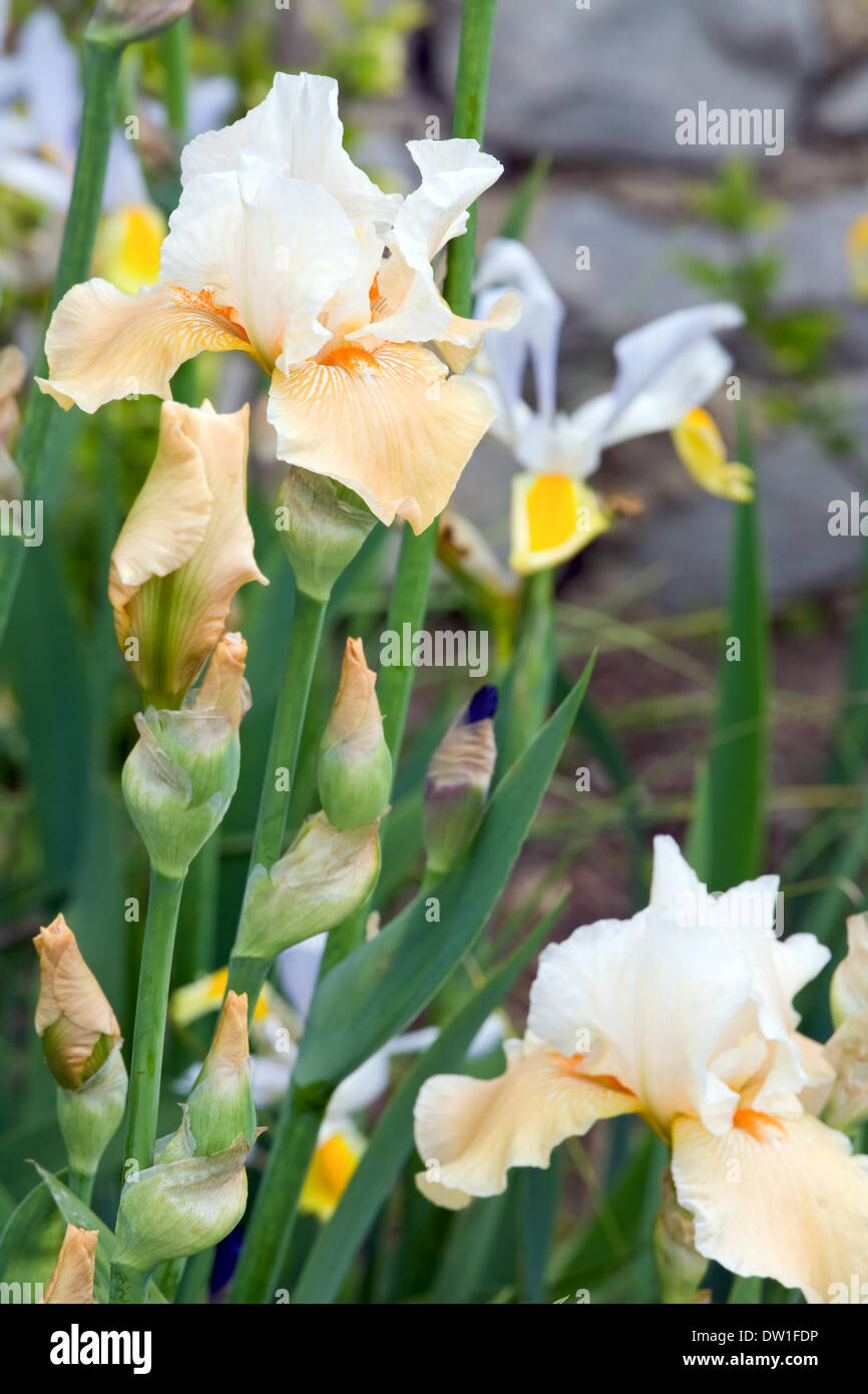 White variegated iris hi-res stock photography and images - Alamy