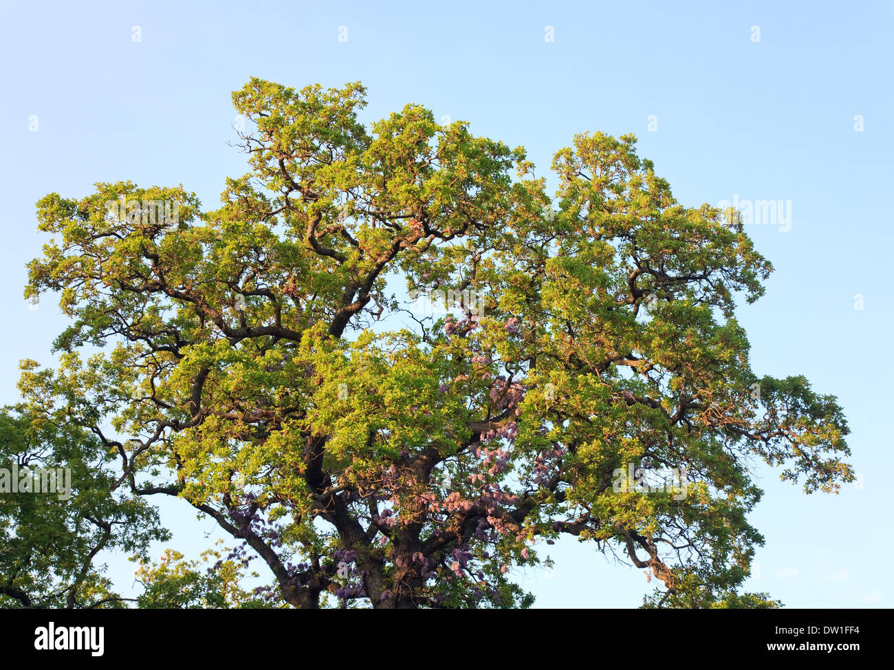 Big oak tree top Stock Photo - Alamy