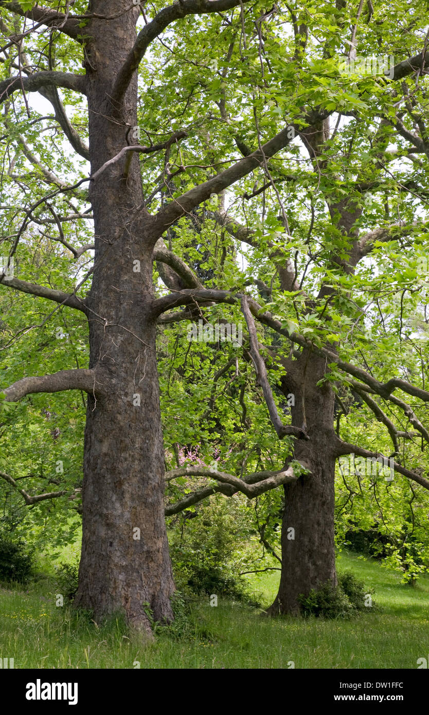 Big plane trees Stock Photo - Alamy
