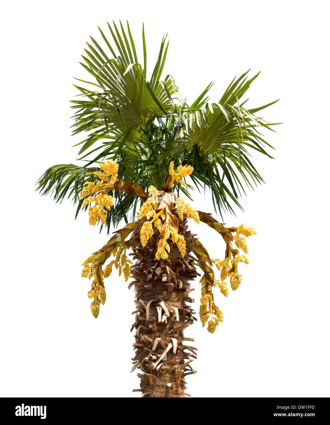 Palm tree isolated on white Stock Photo - Alamy