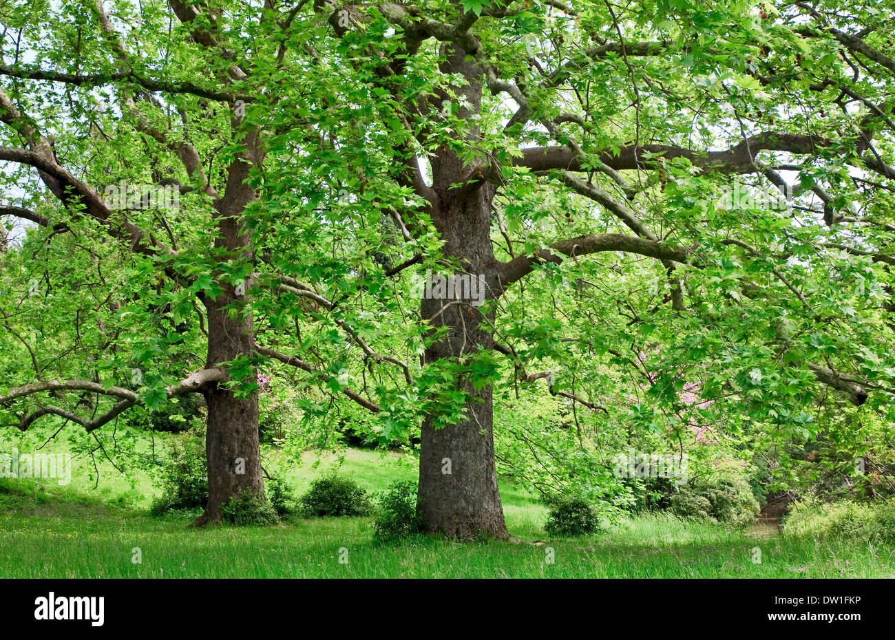 Big plane trees Stock Photo - Alamy
