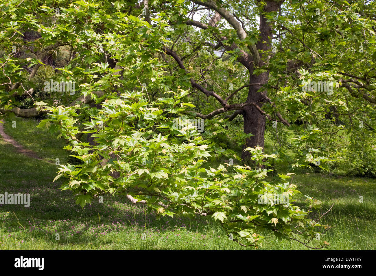 Basal plane hi-res stock photography and images - Alamy