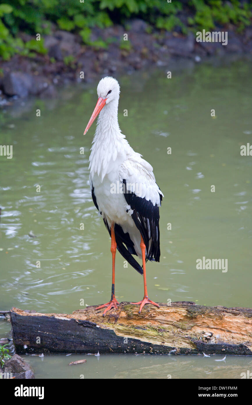 Swimming stork hi-res stock photography and images - Alamy
