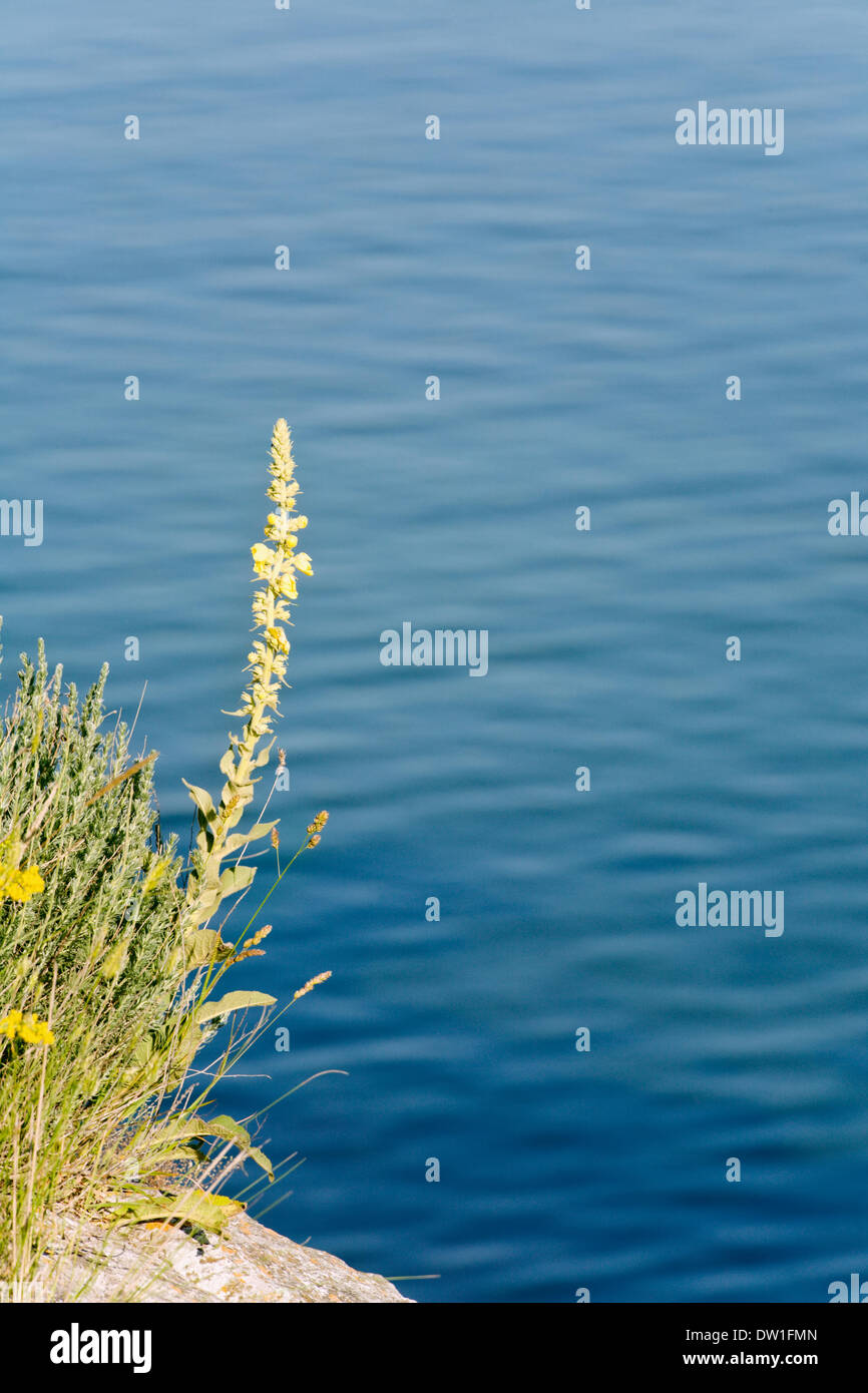 flowers and sea Stock Photo - Alamy