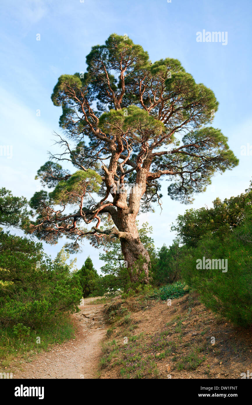 big juniper tree on sky background Stock Photo - Alamy