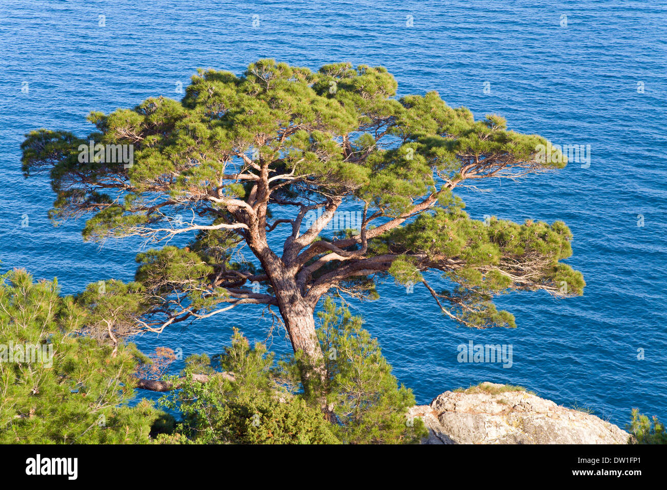 pine tree on rock on sea background Stock Photo - Alamy