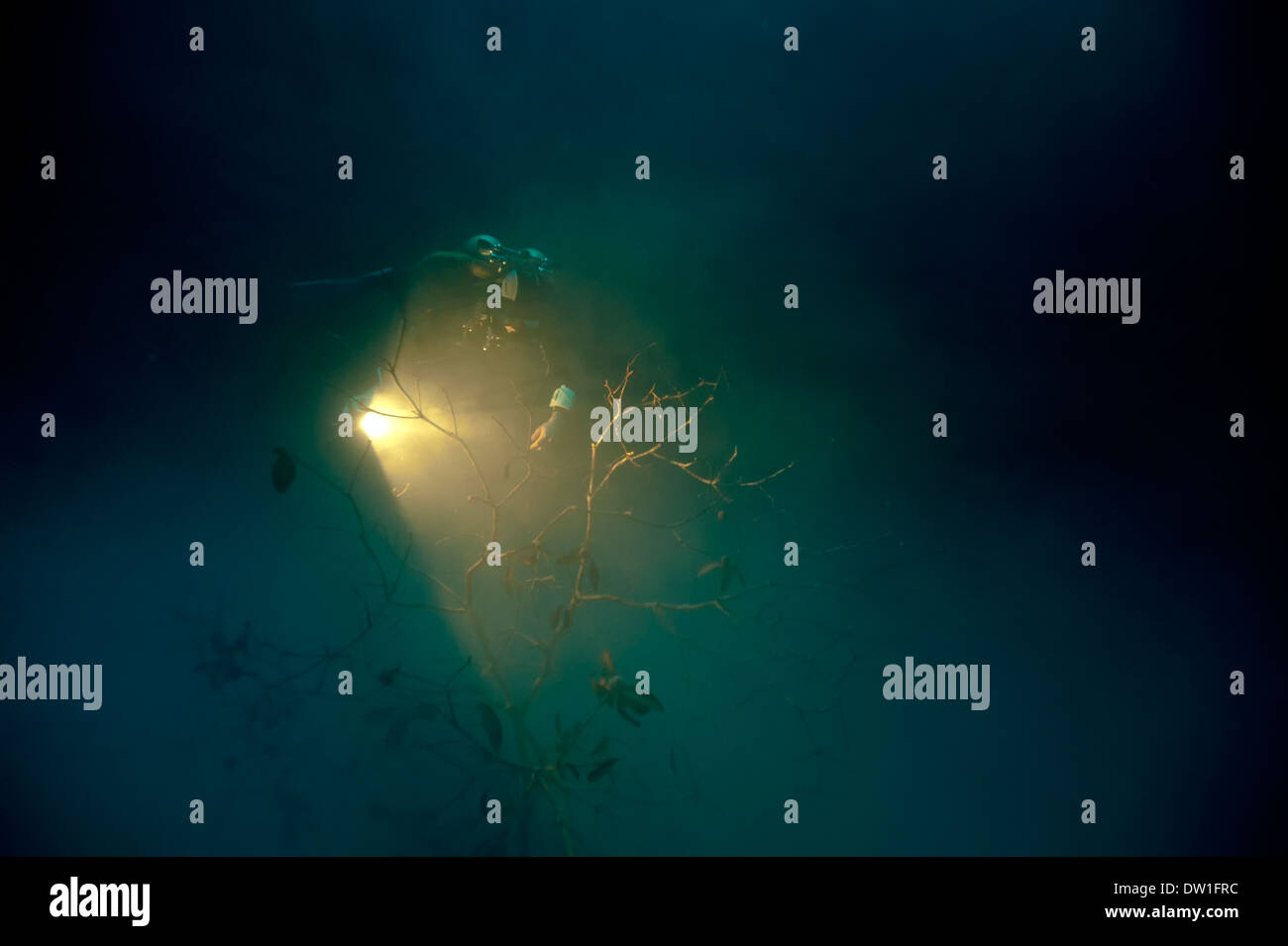 Scuba diver swimming thru the underwater cenote Pit cave, Yucatan ...