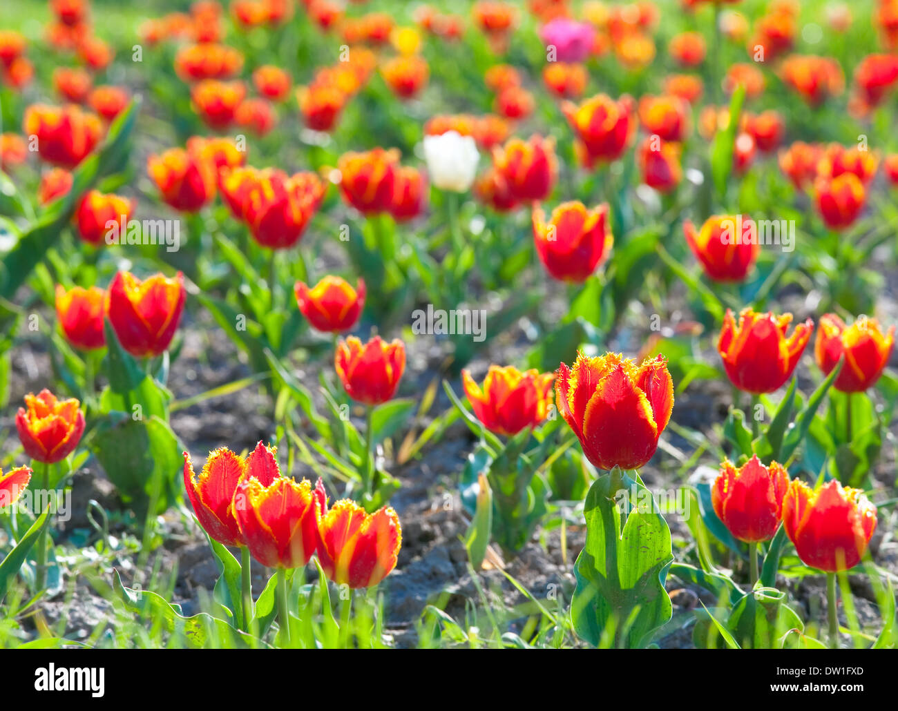 Red tulip flowers Stock Photo - Alamy