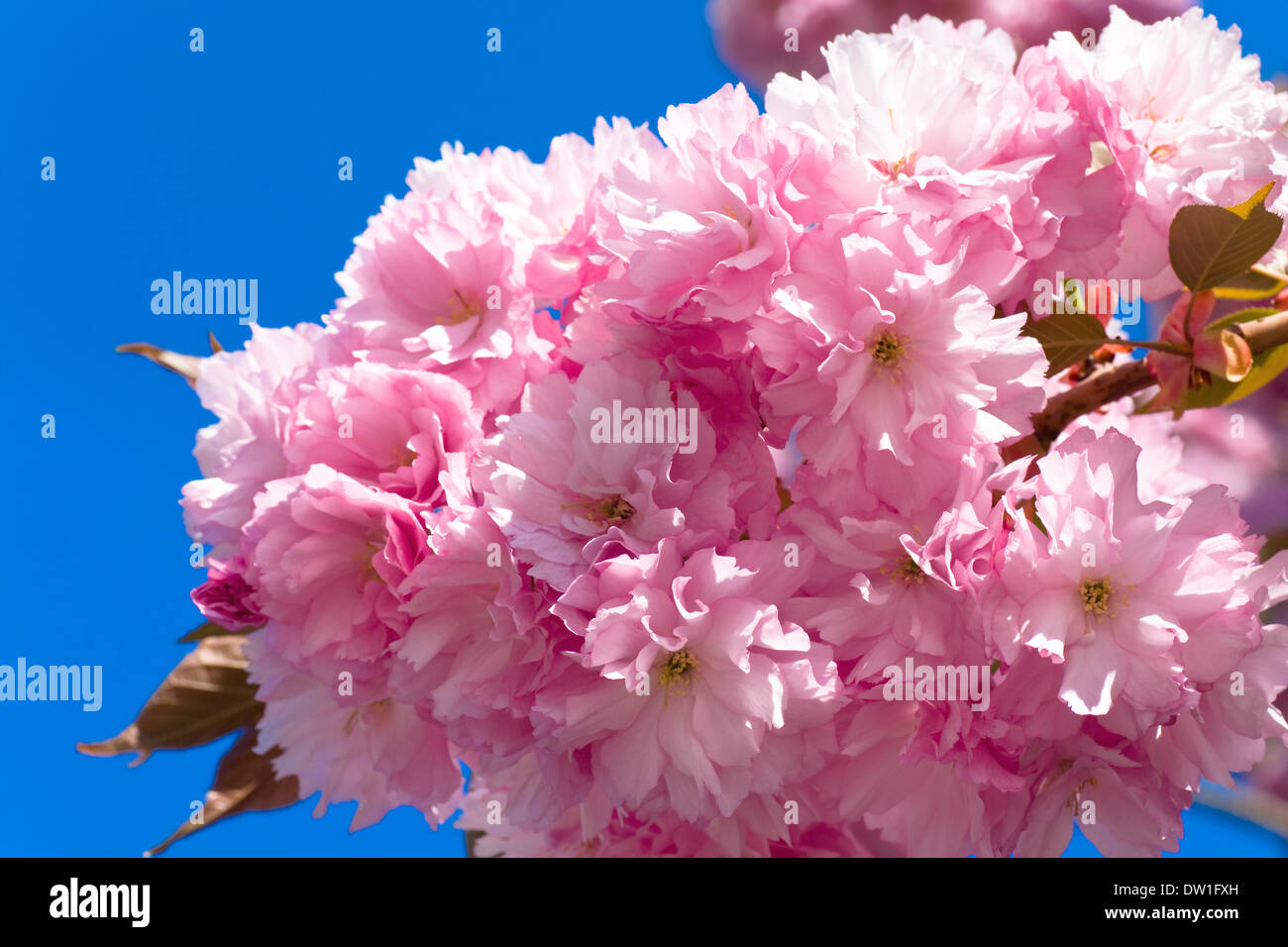 Pink Cherry blossom Stock Photo - Alamy