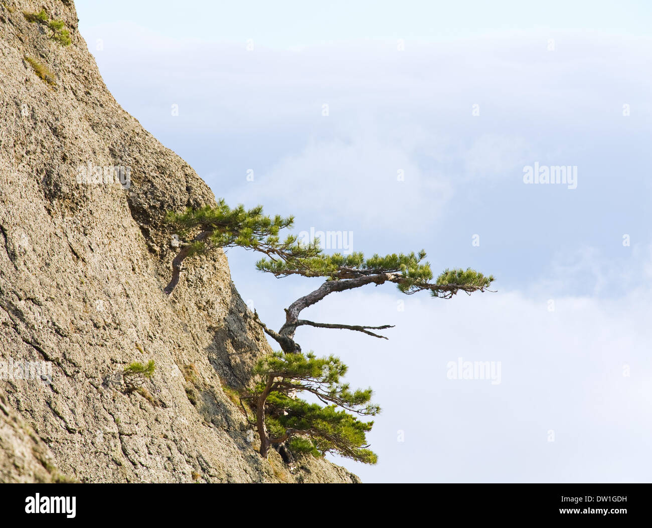 trees on rocks slope Stock Photo - Alamy