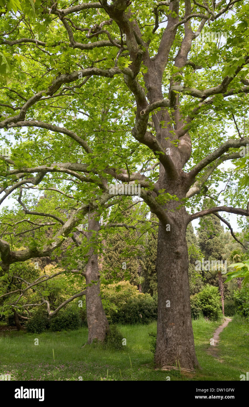 Big plane trees Stock Photo - Alamy