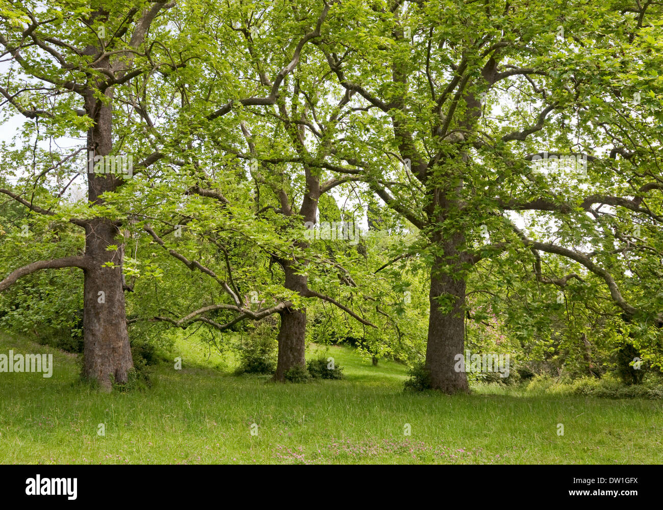 Basal plane hi-res stock photography and images - Alamy