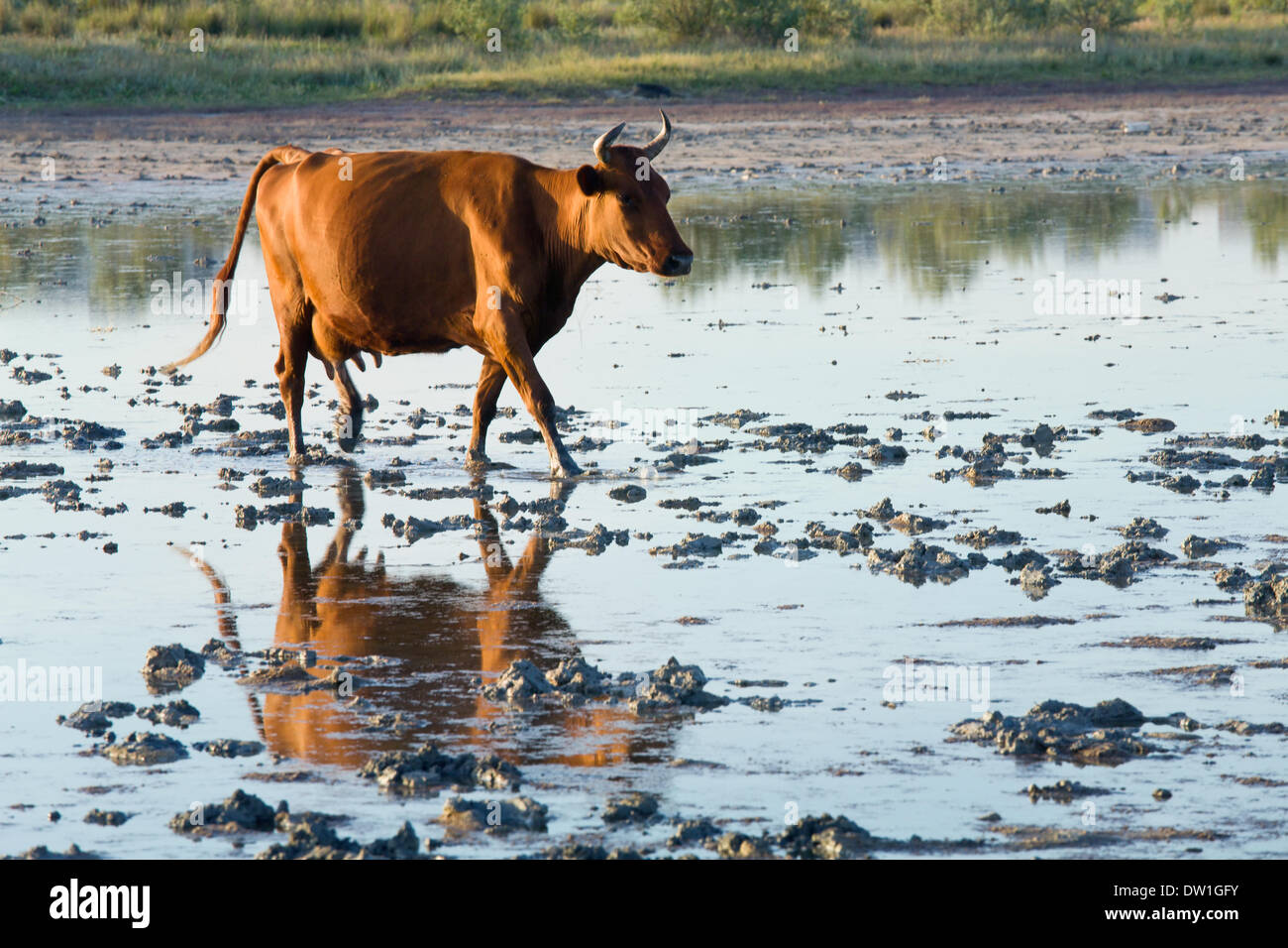 Swamp cow hi-res stock photography and images - Alamy